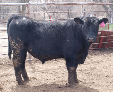 Registered Angus Bulls for Sale